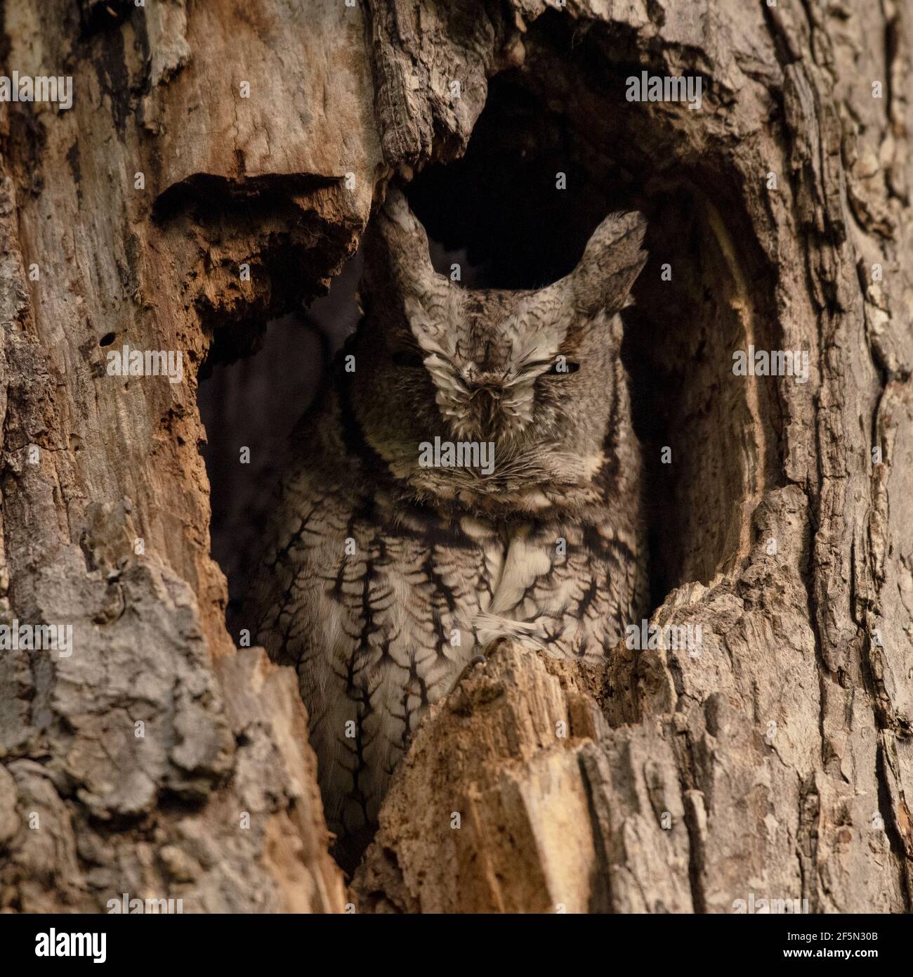 Eastern Screech Owl camouflaged in the forest Stock Photo - Alamy