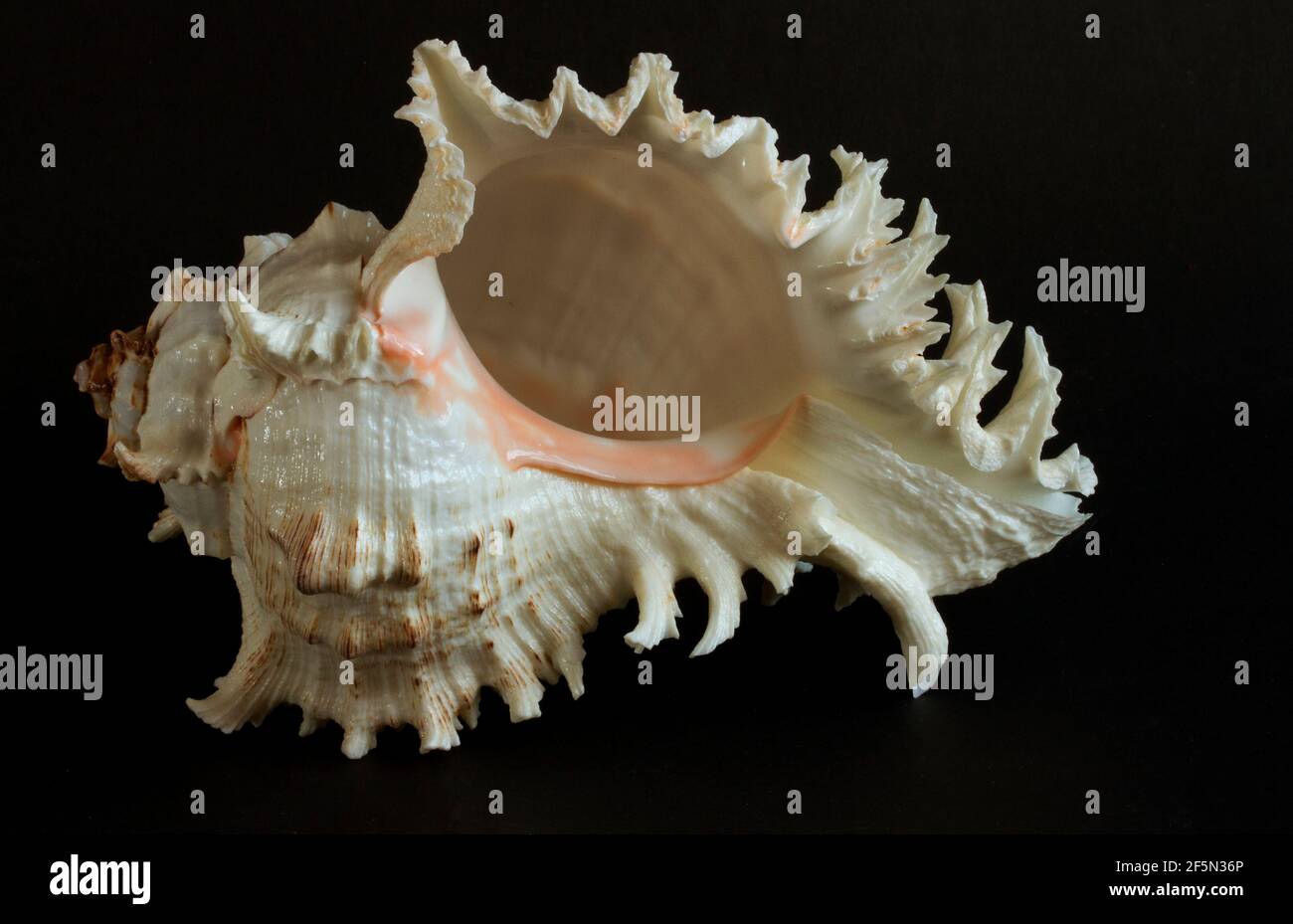 This Rock Shell is a large and rugged thick-shelled mollusc of tropical ...