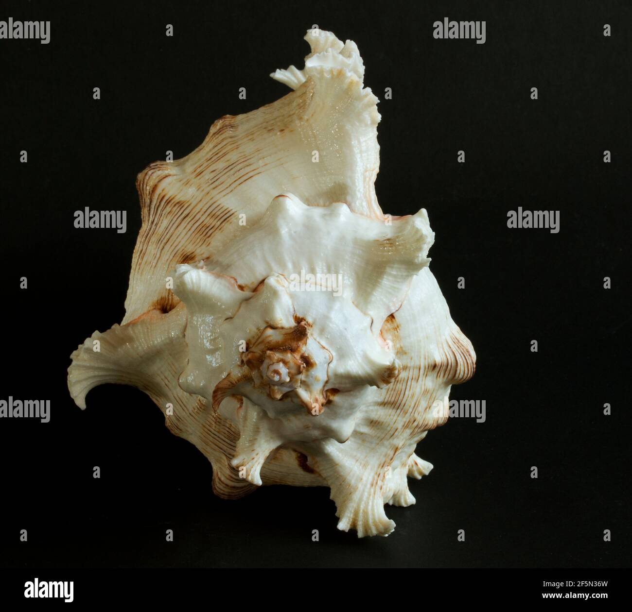 This Rock Shell is a large and rugged thick-shelled mollusc of tropical ...