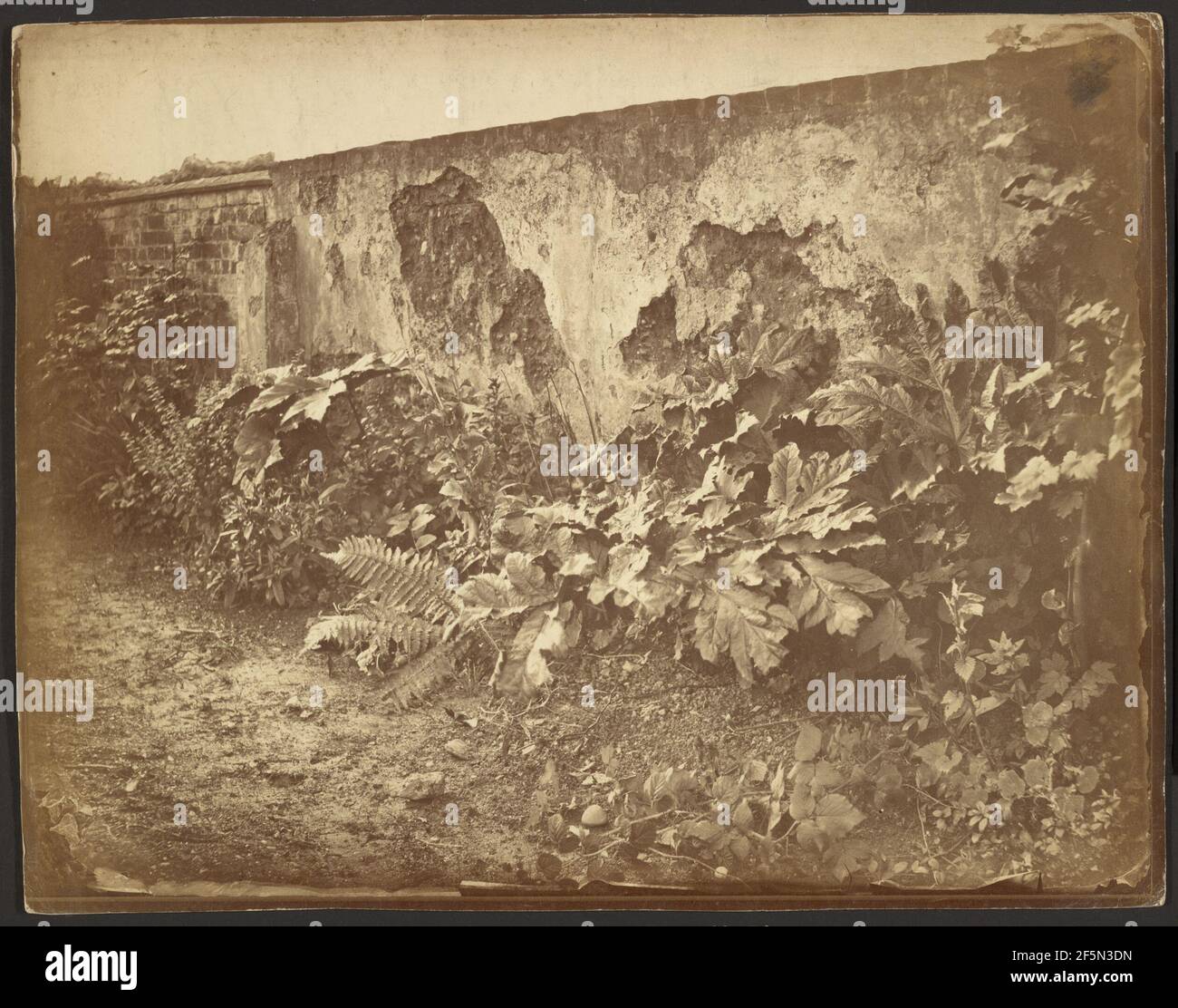 Garden Wall. Robert Burrows (British, active 1850s - 1861 Stock Photo ...