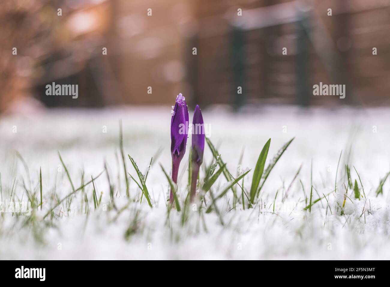 Snowy spring flowers in the front yard. Crocus in spring time Stock ...