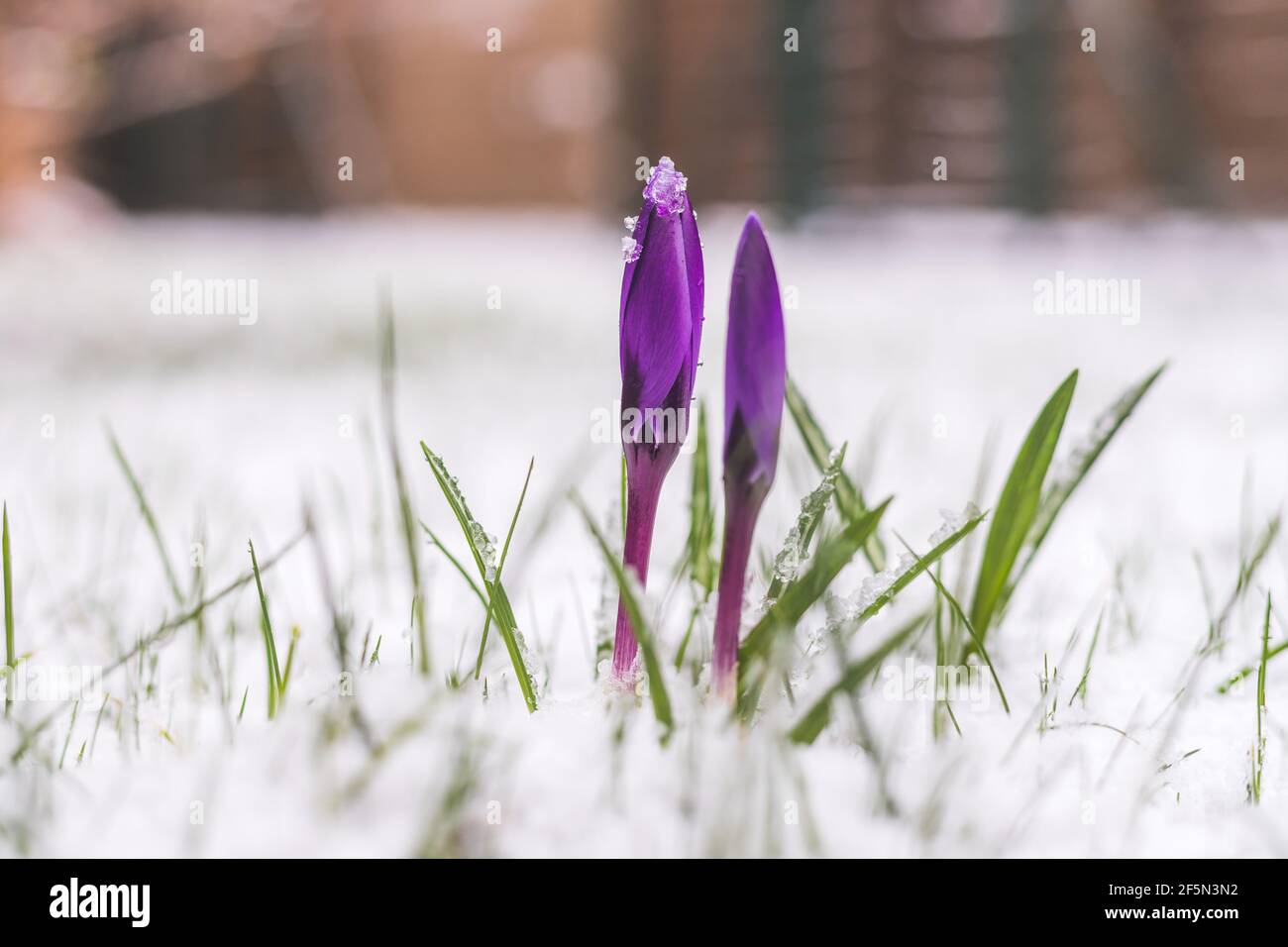 Snowy spring flowers in the front yard. Crocus in spring time Stock ...
