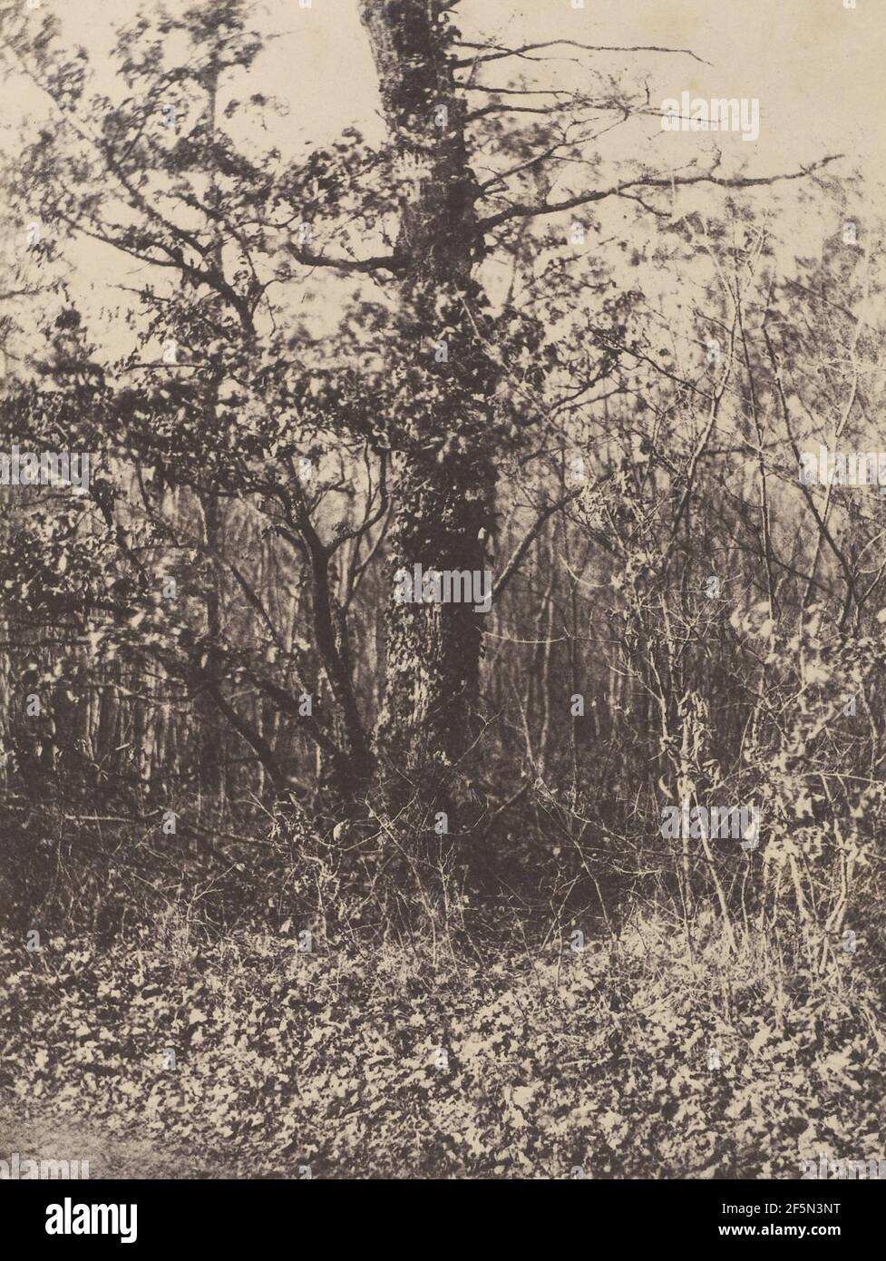 Taillis hi-res stock photography and images - Alamy