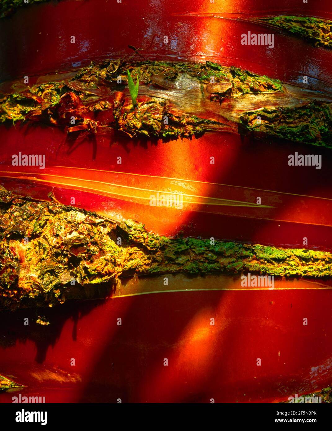 Peeling cherry tree bark hi-res stock photography and images - Alamy