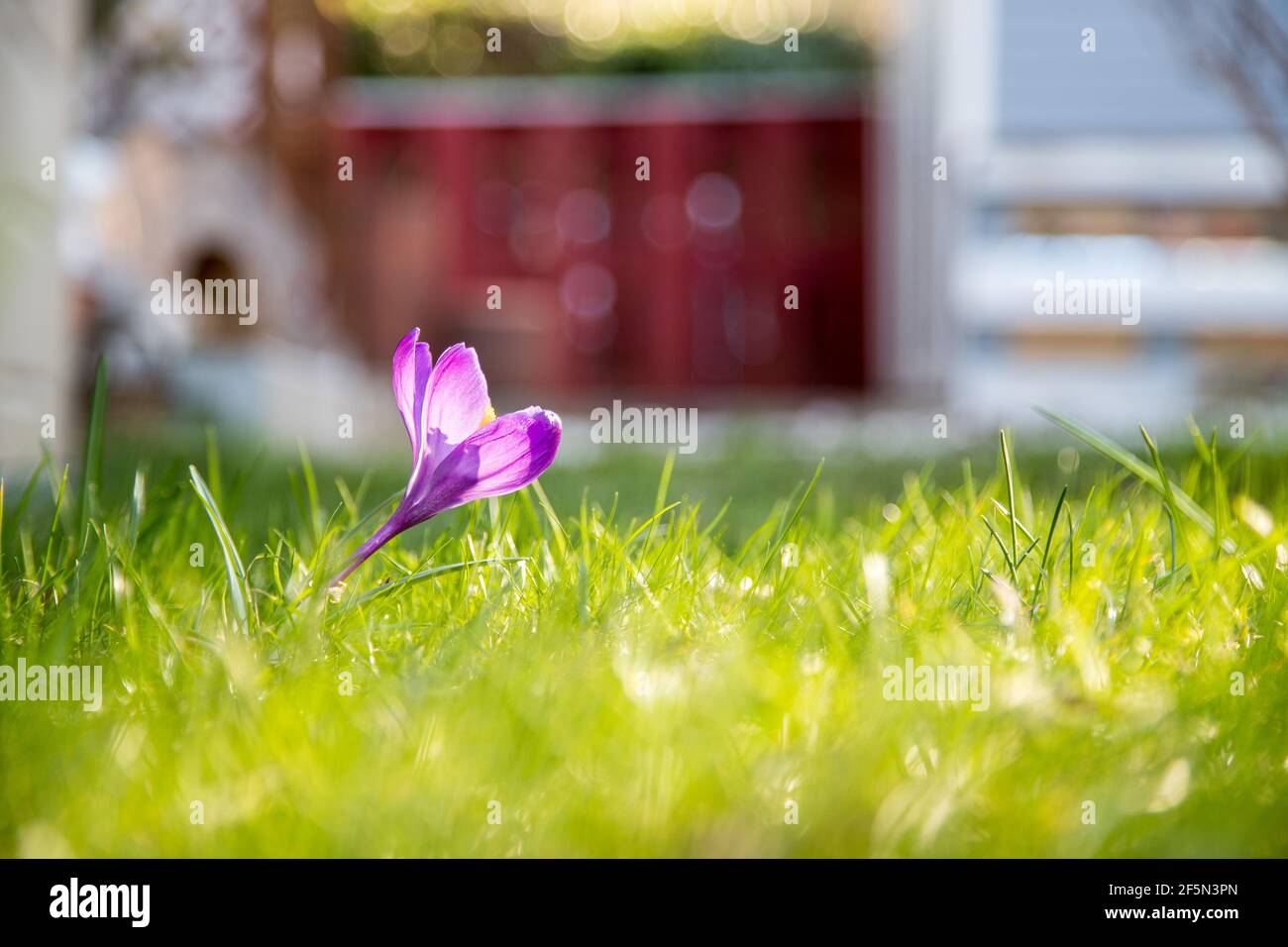 Spring flowers in the front yard. Crocus in spring time. Copy space ...