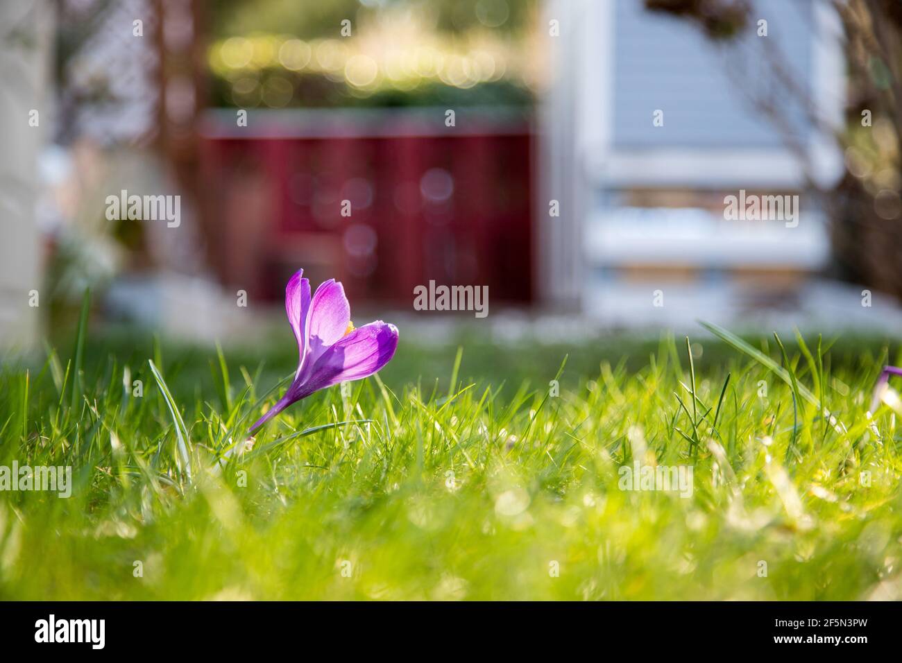 Spring flowers in the front yard. Crocus in spring time. Copy space ...