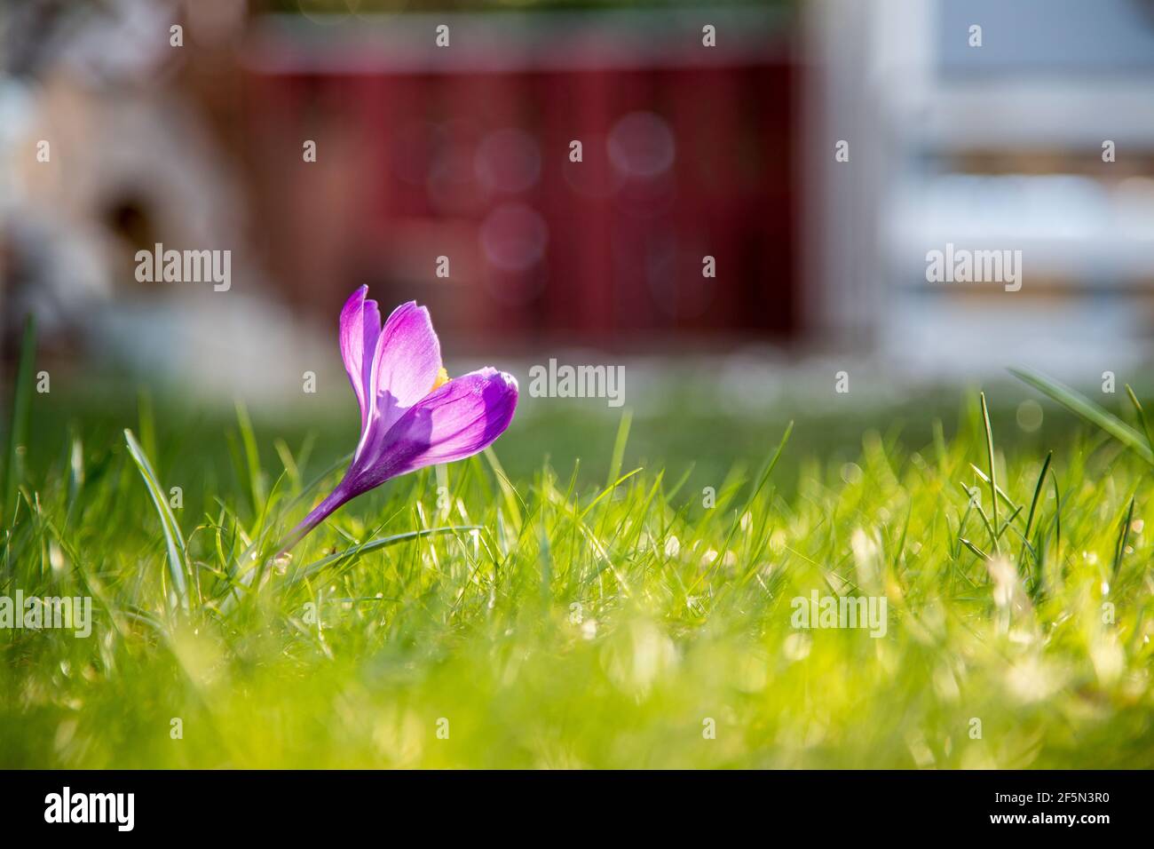 Spring flowers in the front yard. Crocus in spring time. Copy space ...