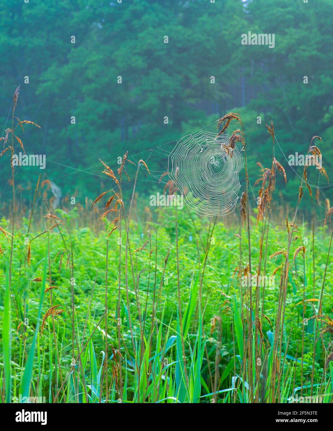 Spiders web structure hi-res stock photography and images - Alamy