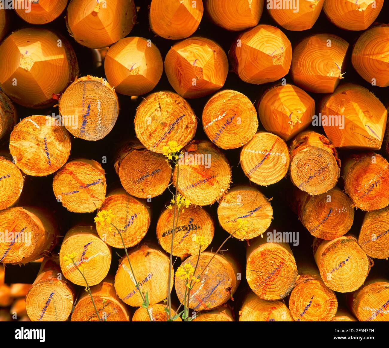 Stacked wood fence hi-res stock photography and images - Alamy