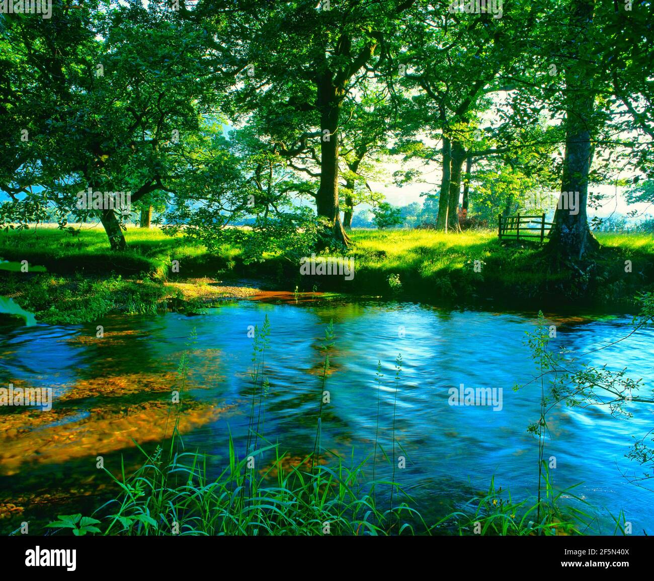 Shallow river edge hi-res stock photography and images - Alamy