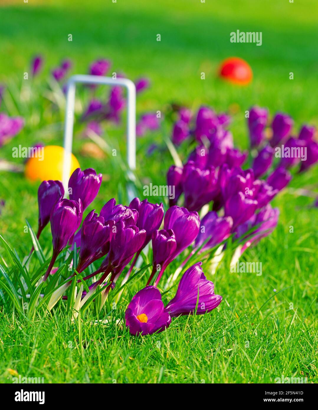Croquet field hi-res stock photography and images - Alamy