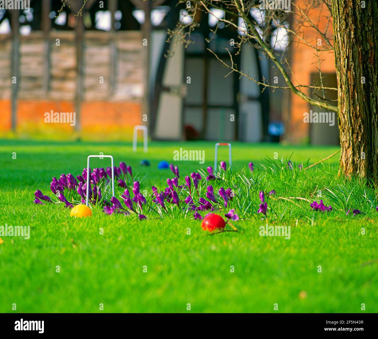Red croquet ball hi-res stock photography and images - Alamy