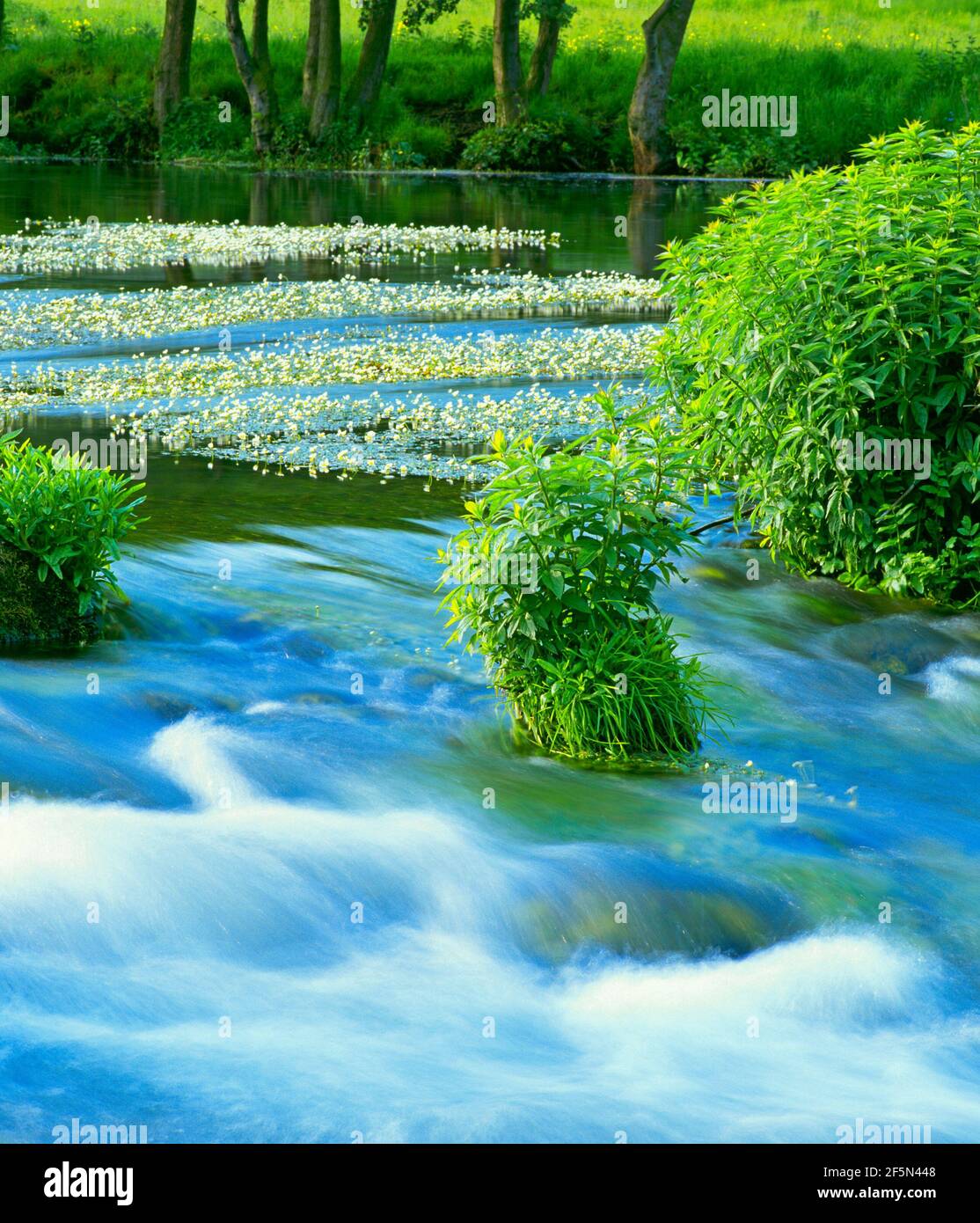 water crowfoot, on river Stock Photo - Alamy