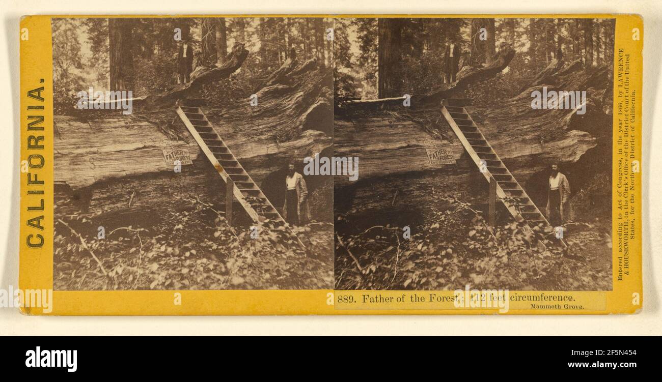Father of the Forest; 112 feet circumference. Mammoth Grove.. Lawrence ...