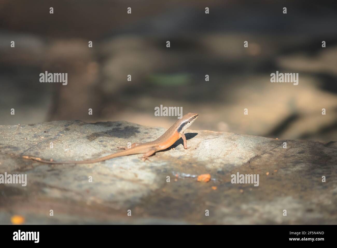 Pale flecked garden sunskink hi-res stock photography and images - Alamy
