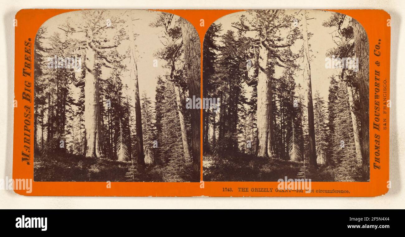 The Grizzly Giant - 101 feet circumference.. Thomas Houseworth ...