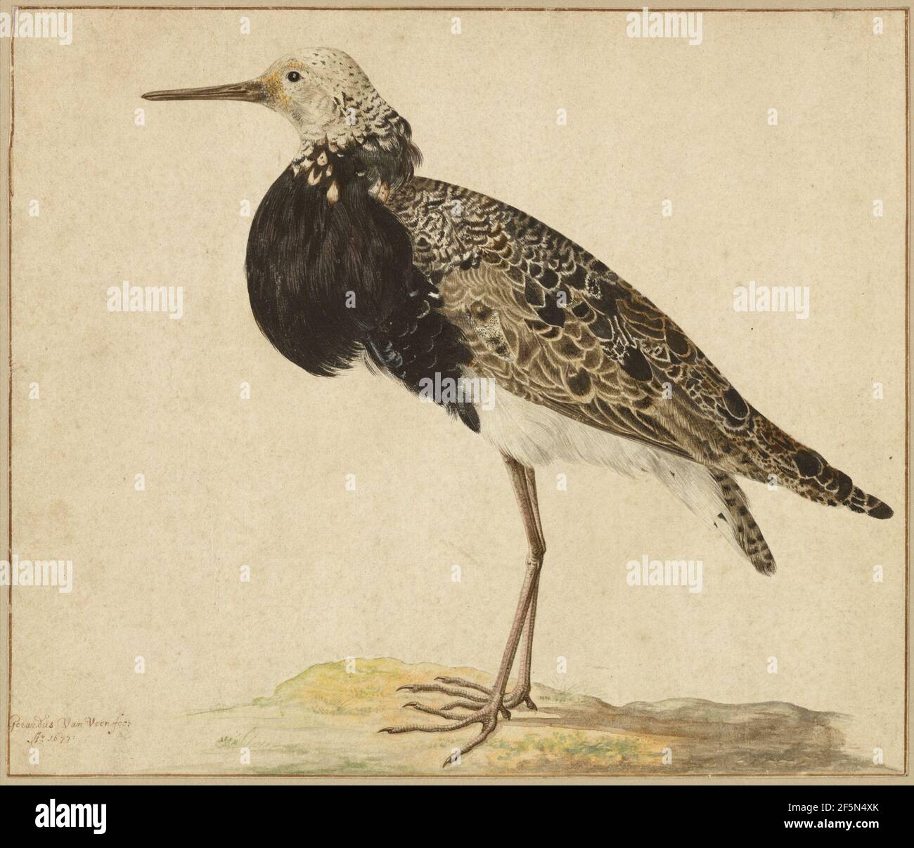 Standing Ruff. Gerardus van Veen (Dutch, about 1620 - about 1683 Stock ...
