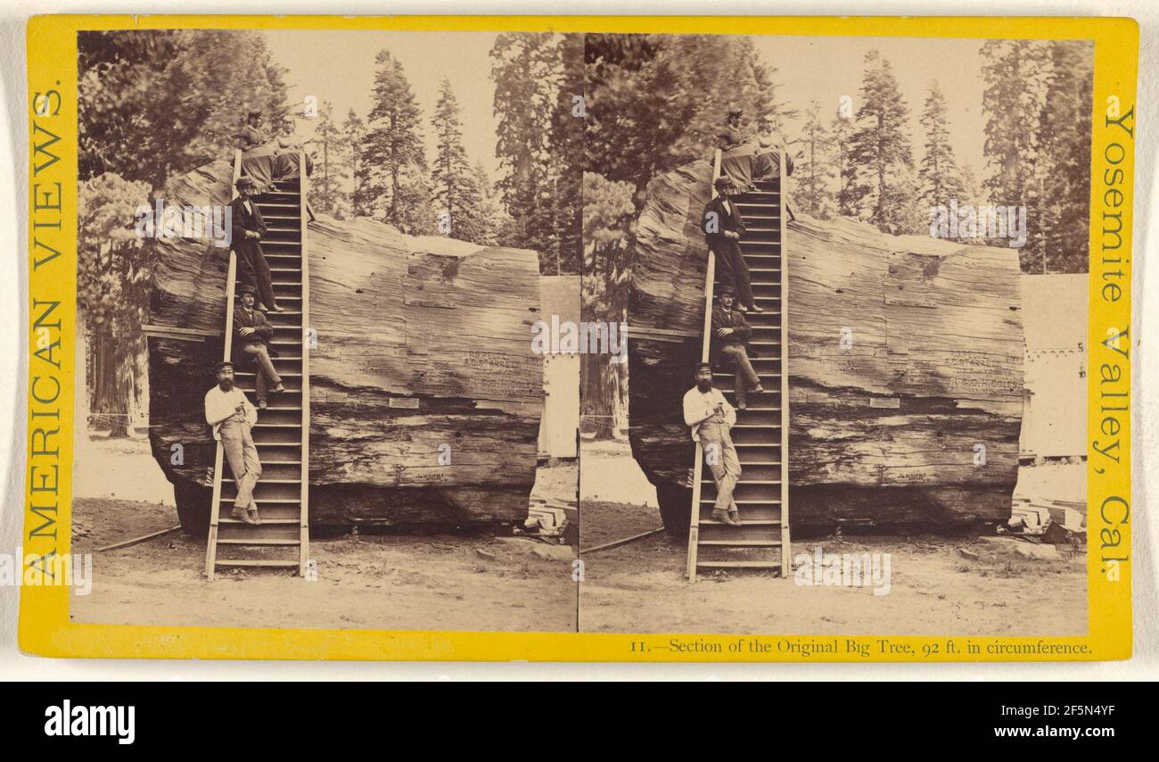 Section of the Original Big Tree, 92 ft. in circumference.. Attributed ...