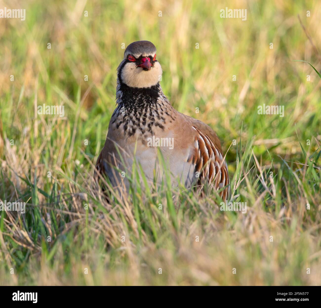 French Partridge in the grassland Stock Photo - Alamy