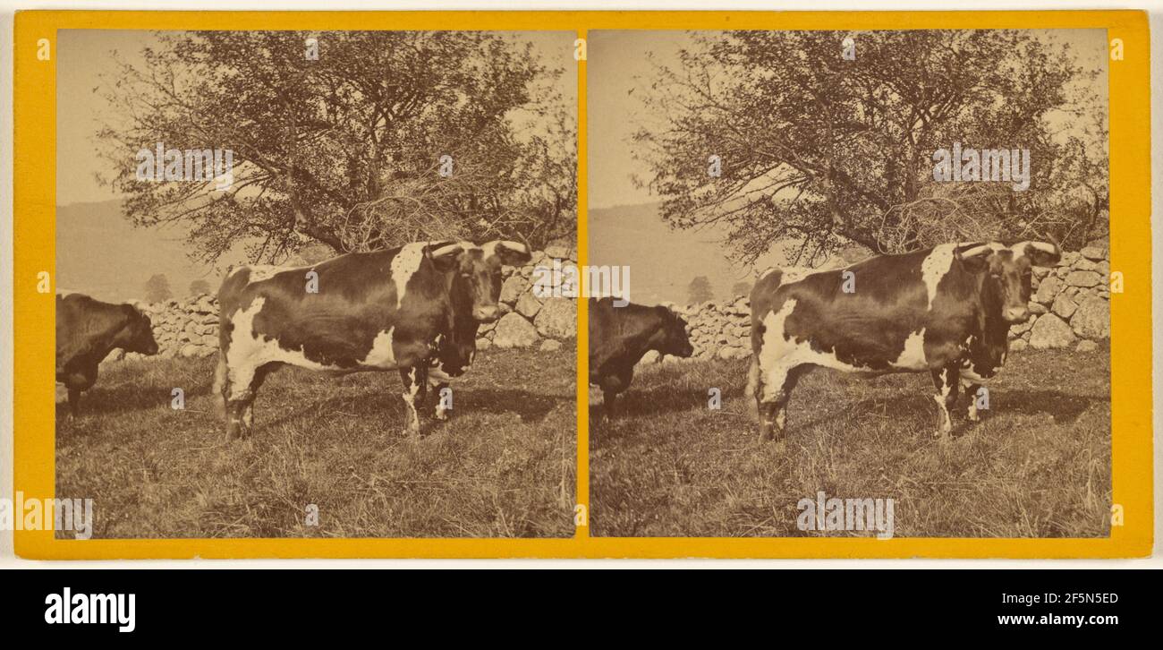 Cows at Lake Mahopac, N.Y.. Louis Alman & Co Stock Photo - Alamy