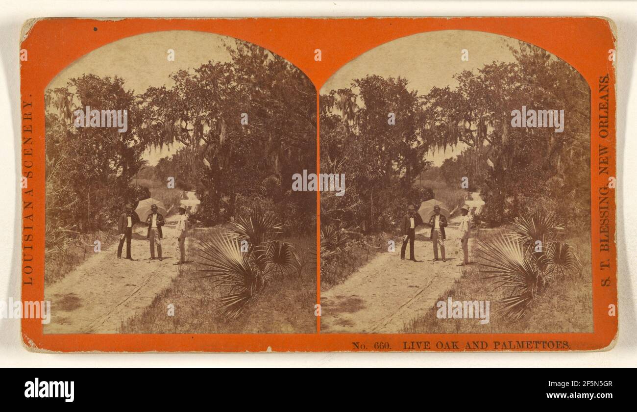 Live Oak and Palmettoes.. Samuel T. Blessing (American, 1832 - 1897 ...