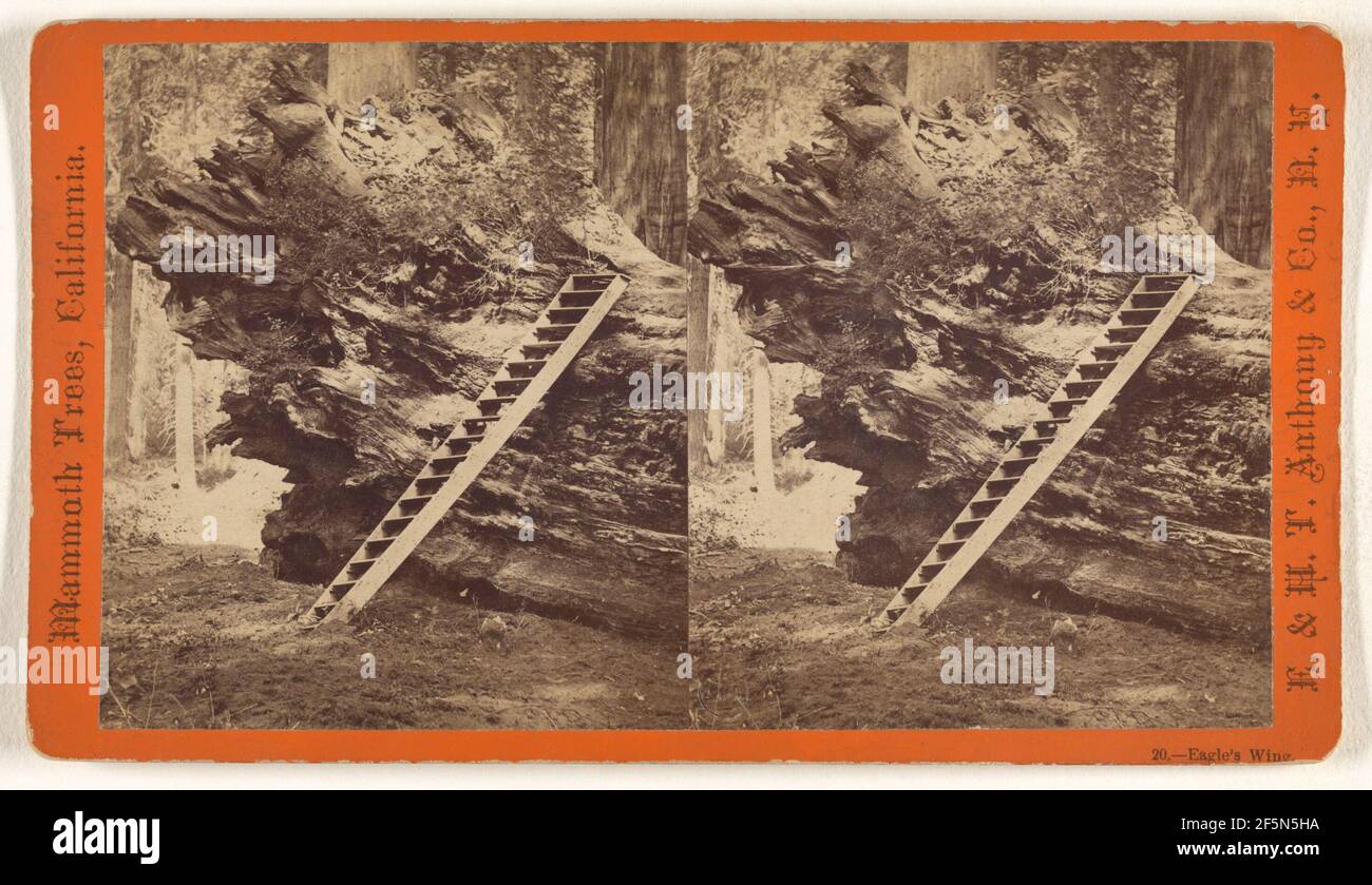 Eagle's Wing. Mammoth Trees, California. Edward and Henry T. Anthony ...