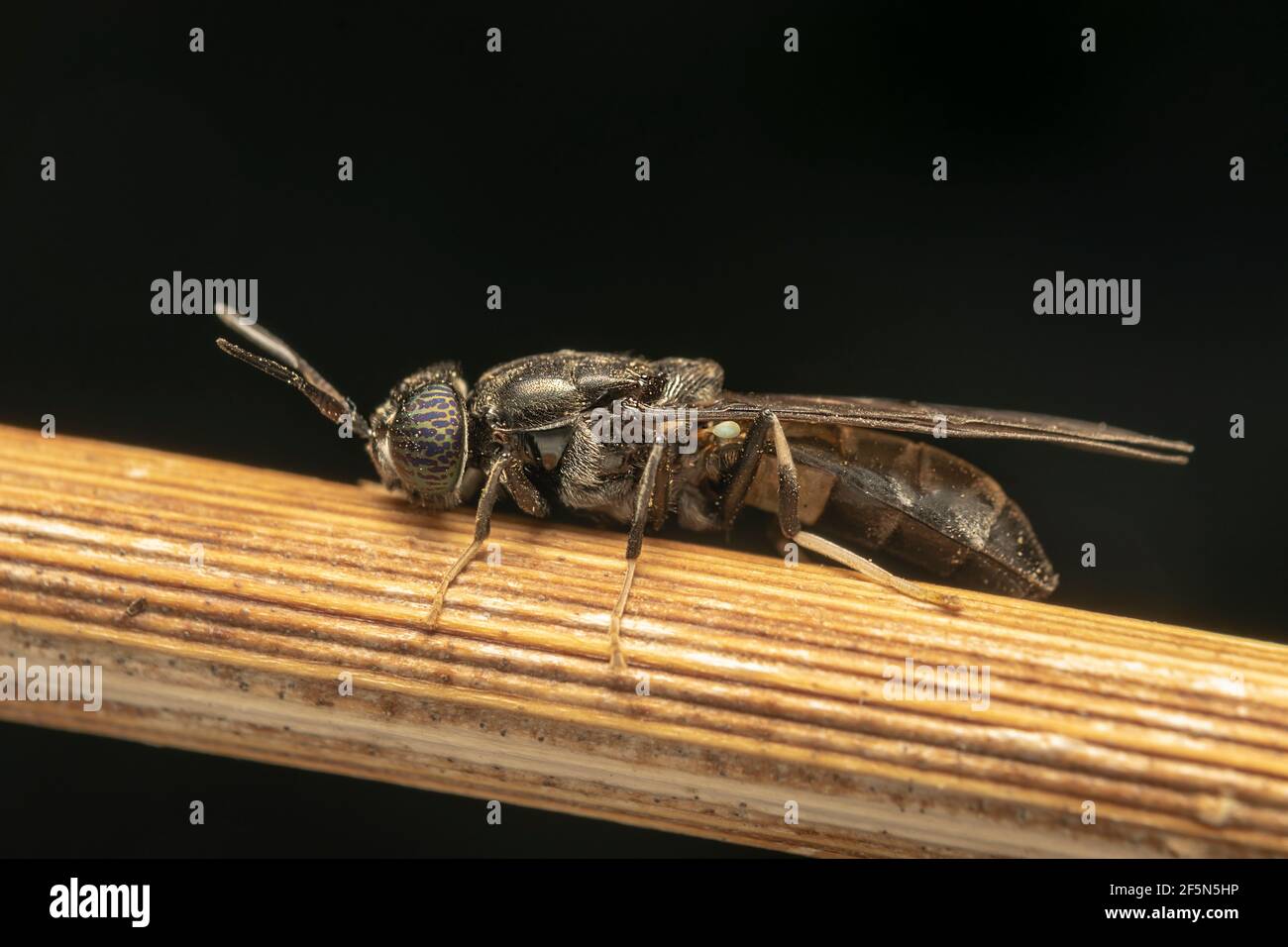 Black soldier fly (lat. hermetia illucens), is a common and widespread ...