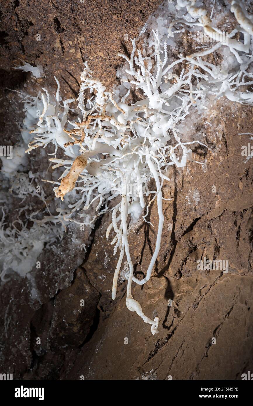 Helictites in cave of Maboroshi no Shonyudo, Hiroshima province, Japan ...