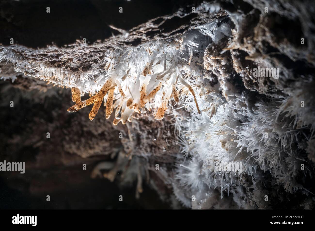 Helictites in cave of Maboroshi no Shonyudo, Hiroshima province, Japan ...