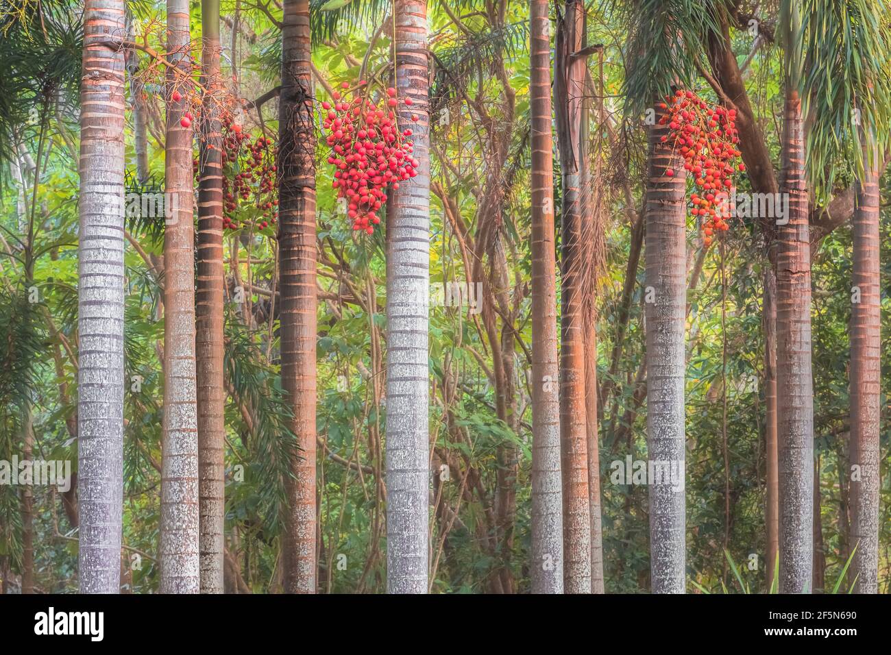 A colourful, tropical, lush row of palm tree trunks lined up at the ...