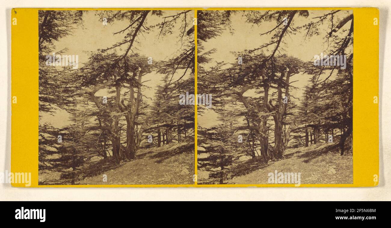 Cedars of Lebanon. - The largest of the Cedars. "The Cedars High and ...