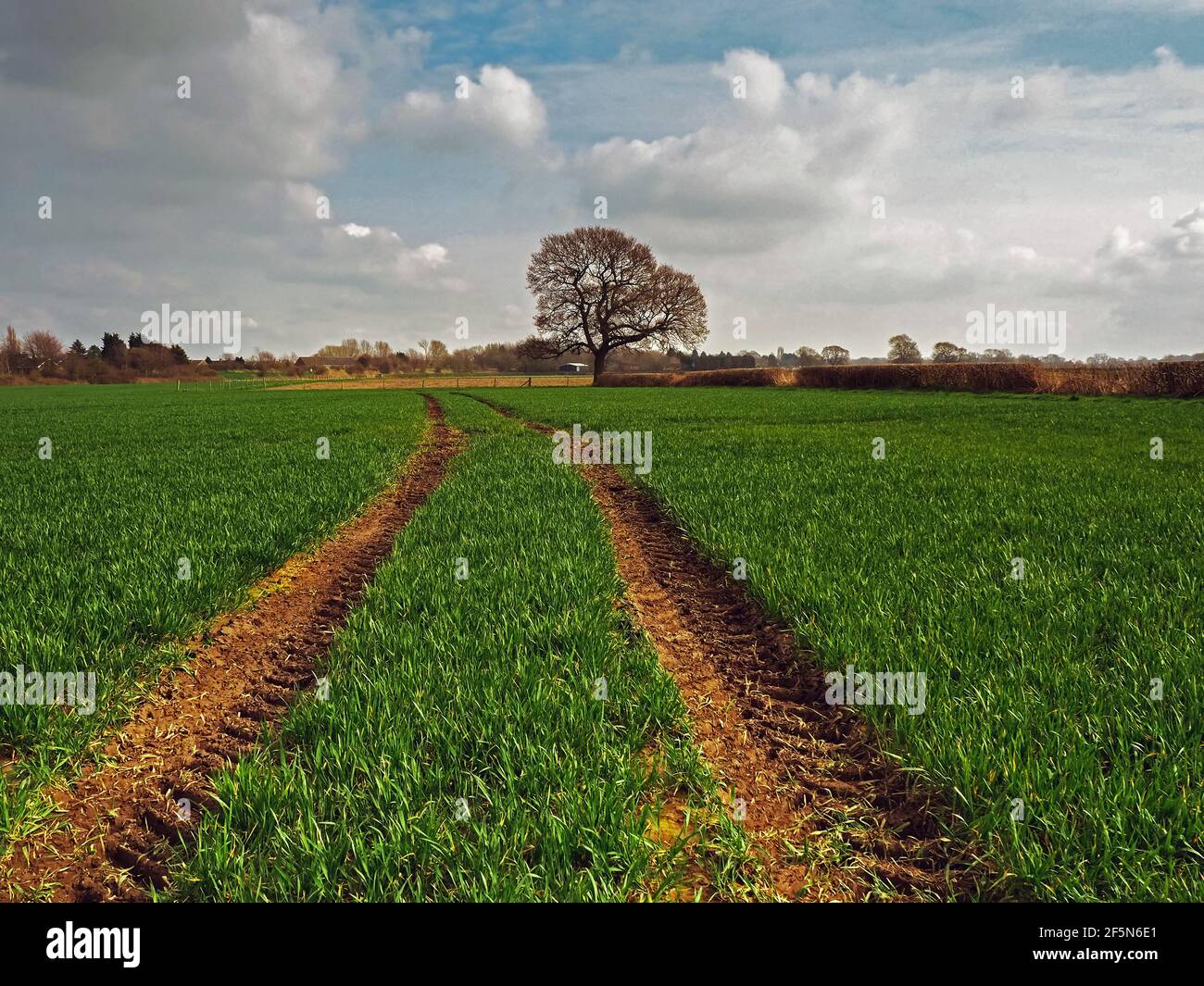 Tractor tracks through a cultivated field near York, England Stock ...