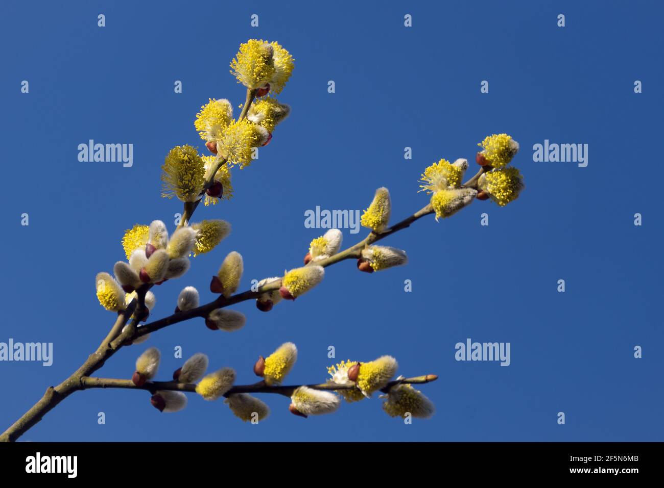 Common Sallow (Salix caprea) golden yellow catkins are the harbinger of ...