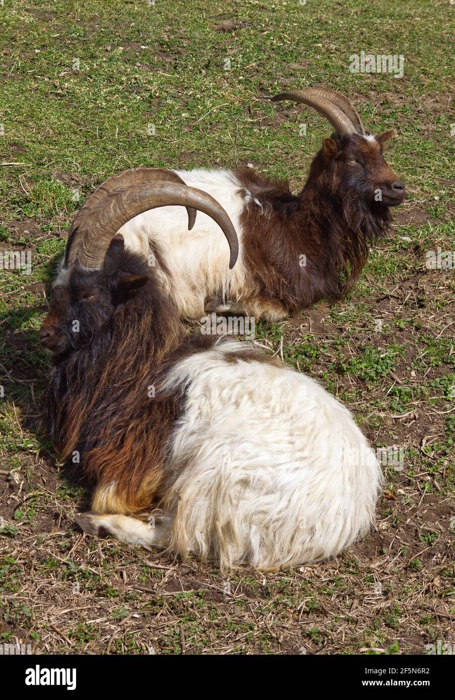 A pair of Bagot goats resting on grass Stock Photo - Alamy