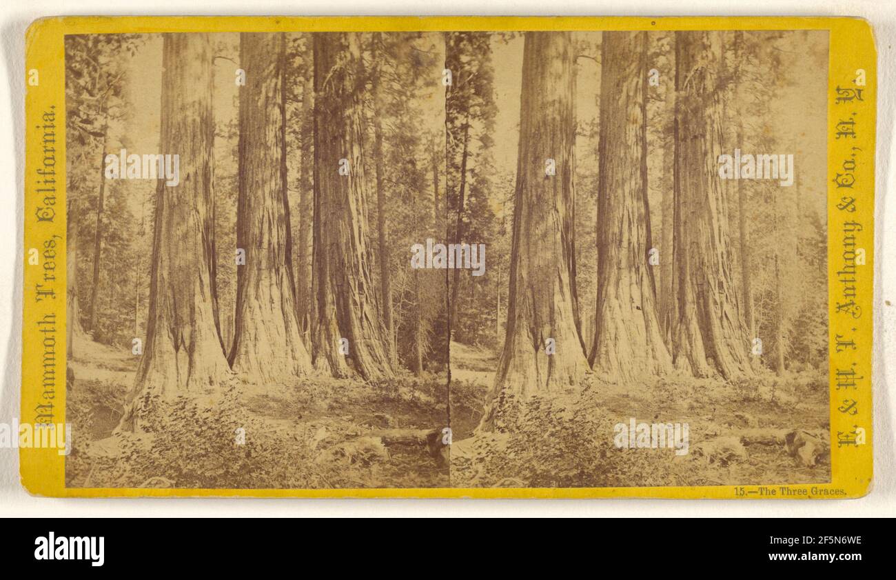 The Three Graces. Mammoth Trees, California. Edward and Henry T ...