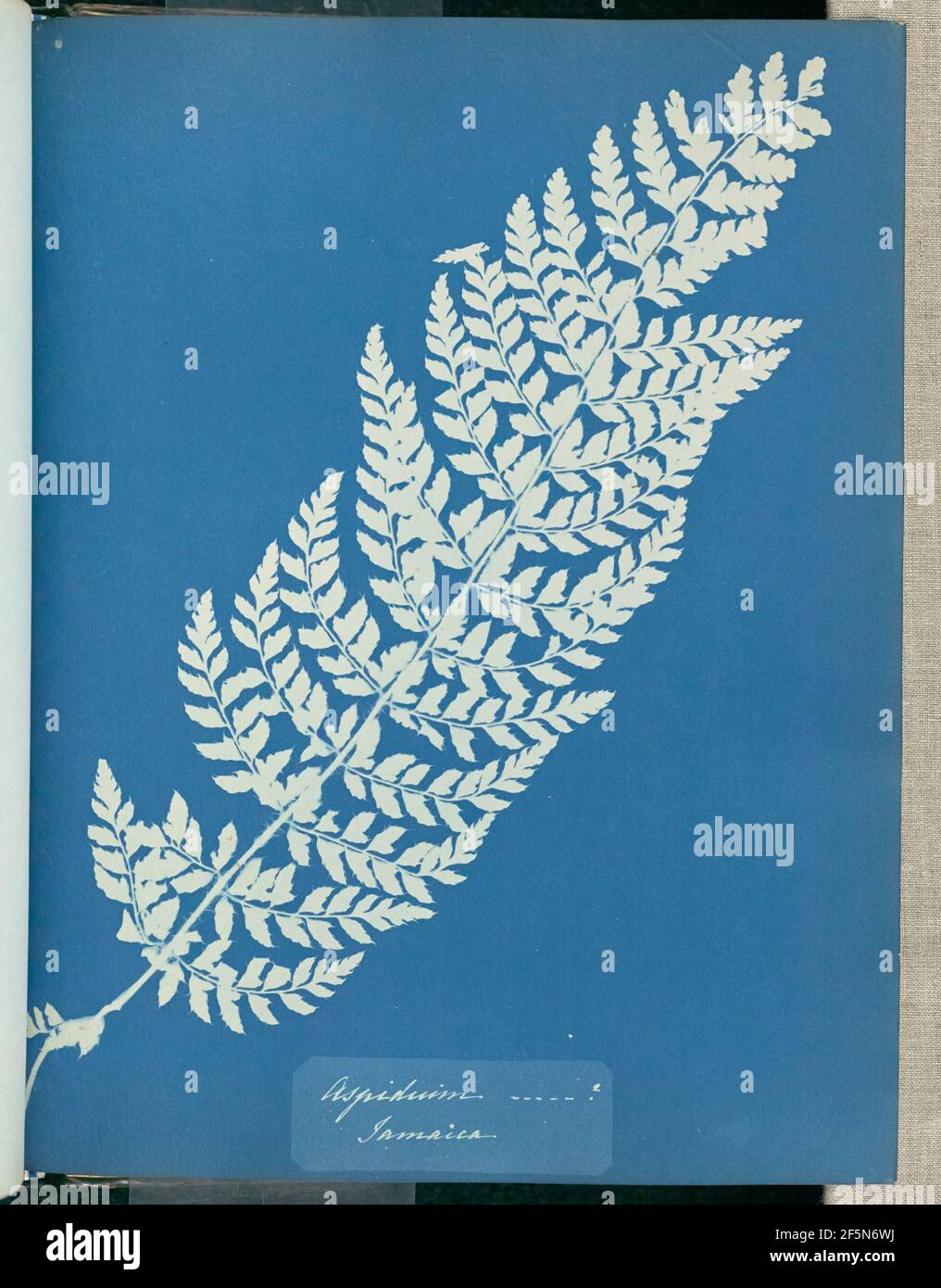 Aspidium ?, Jamaica Stock Photo - Alamy