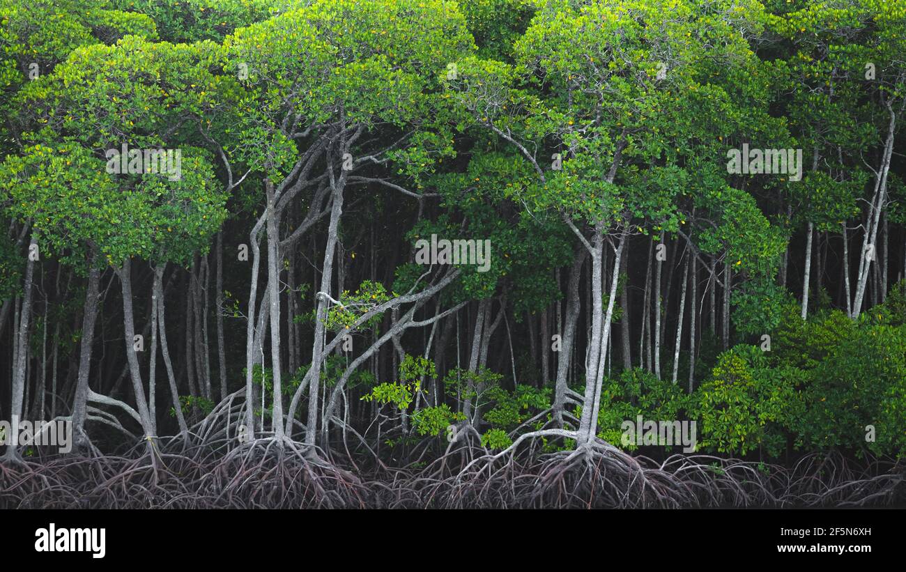 Stilt roots hi-res stock photography and images - Alamy