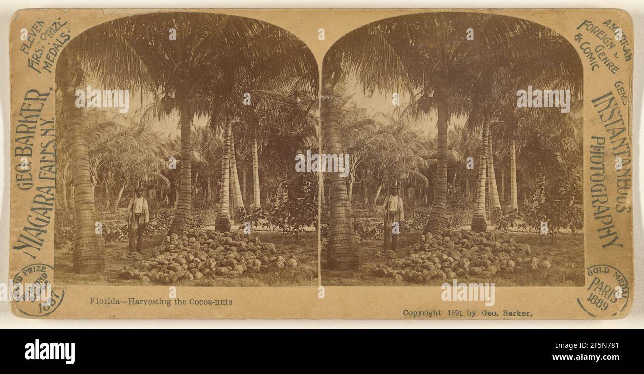 Florida - Harvesting the Cocoa-nuts. George Barker (American, 1844 ...