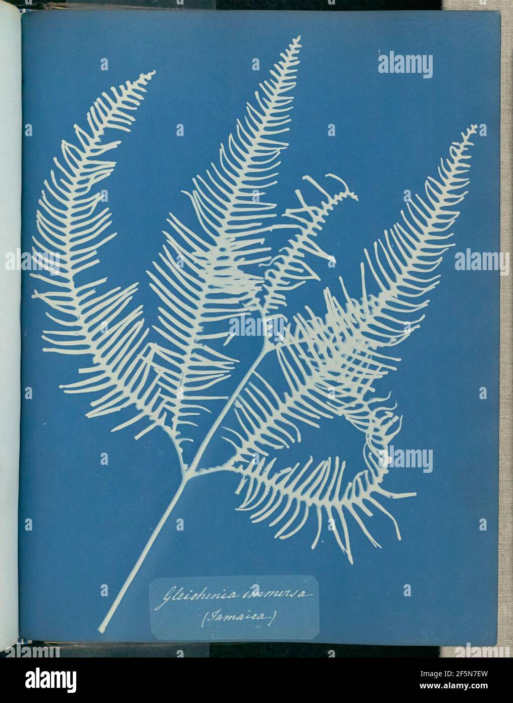 Gleichenia immersa, Jamaica Stock Photo - Alamy