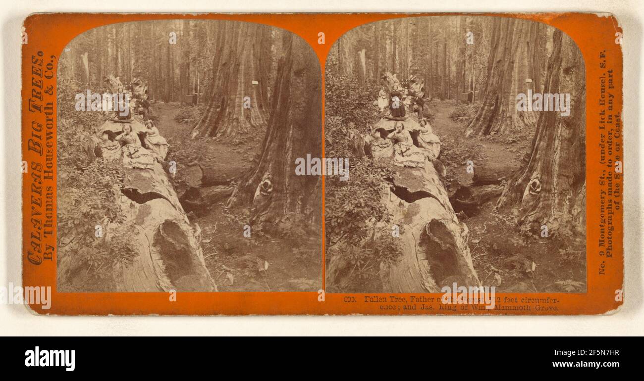 Fallen Tree, Father of the Forest, 112 feet circumference; and Jas ...