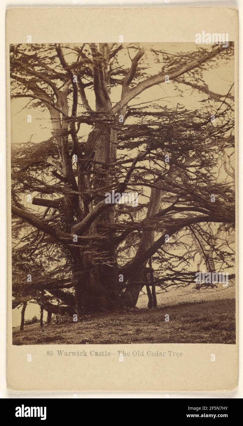 Warwick Castle - The Old Cedar Tree.. Francis Bedford (English, 1815/ ...