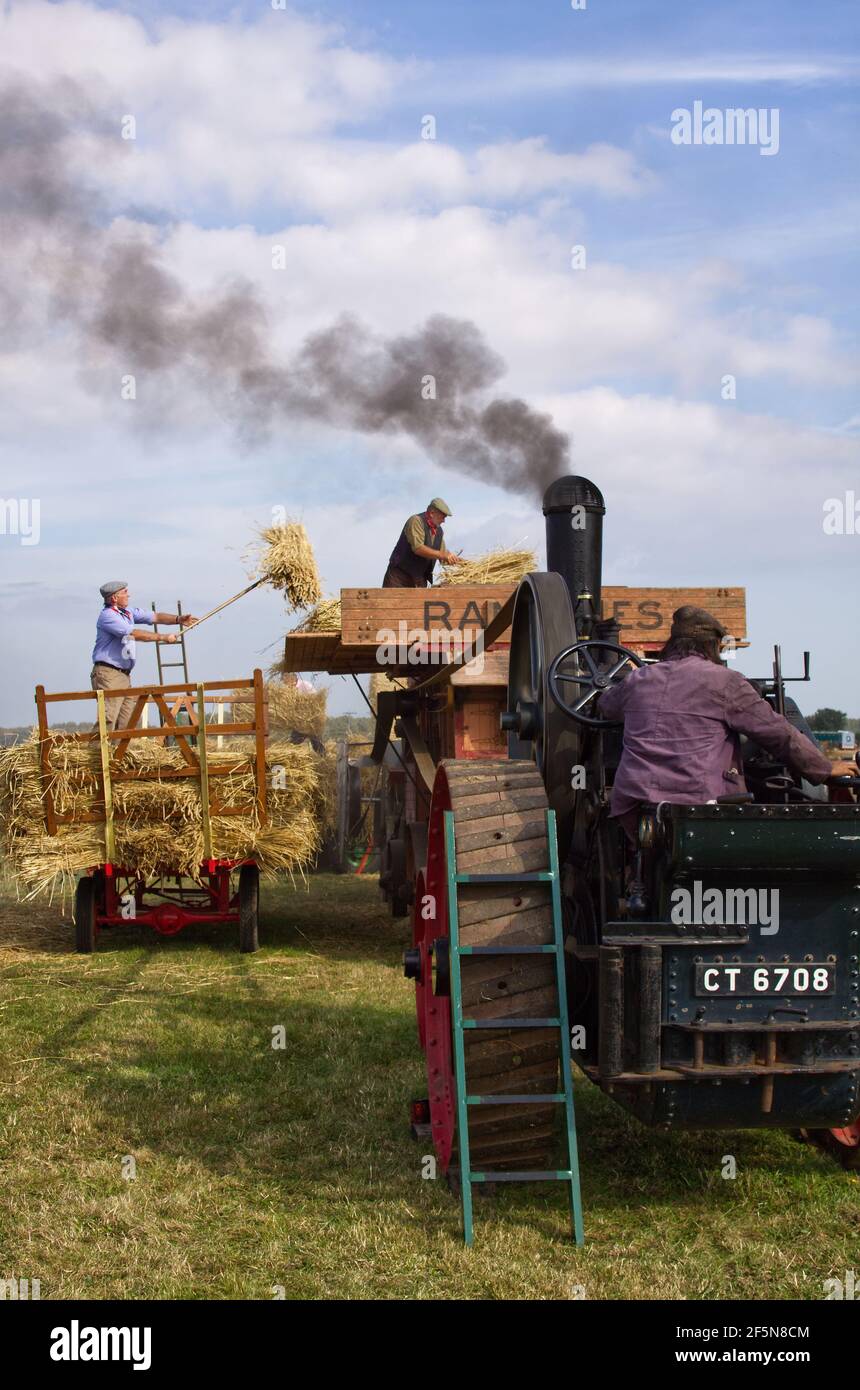 Threshing wheat with a steam traction engine driven Ransomes threshing ...