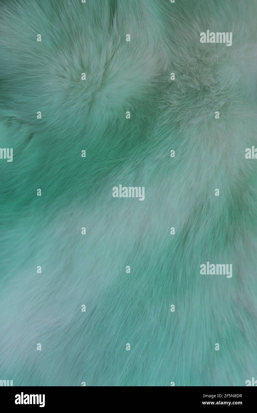 Fur background texture with pale green hue. Fluffy rabbit fur with ...