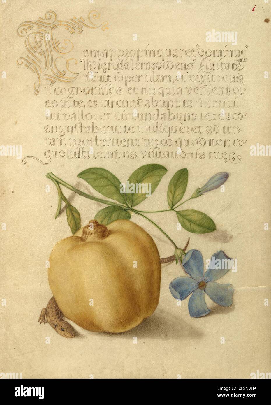 Periwinkle, Apple, and Lizard Stock Photo - Alamy