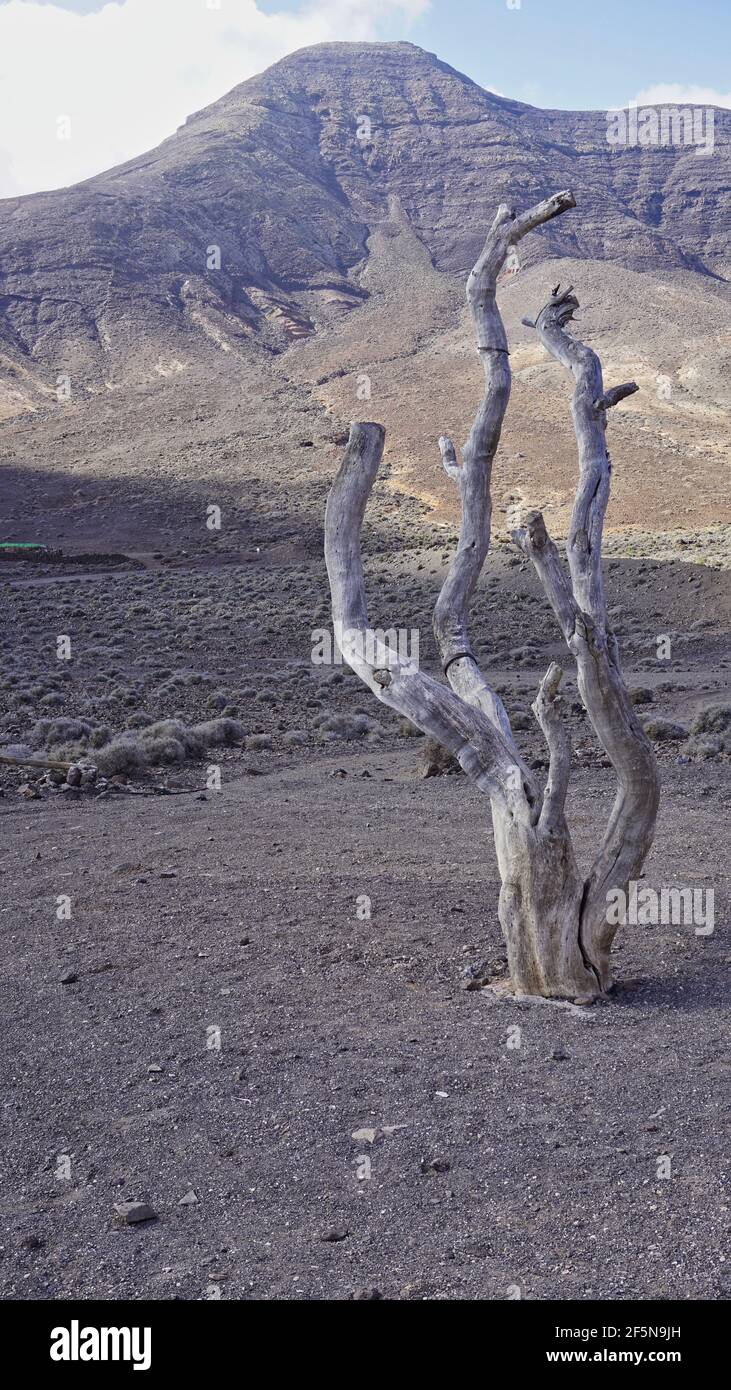 Dead tree mountain landscape hi-res stock photography and images - Alamy