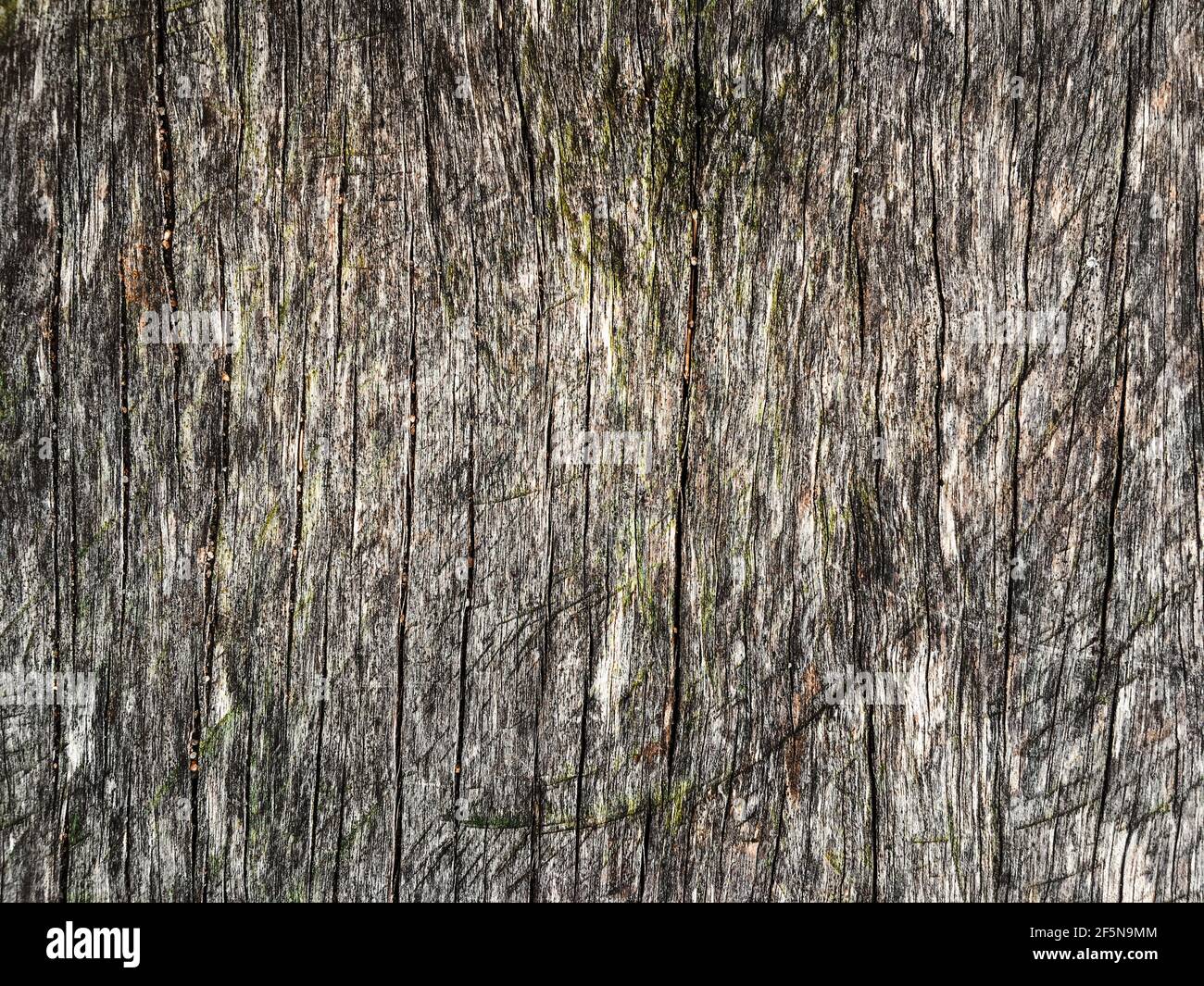 Wood texture wall space background for design Stock Photo - Alamy
