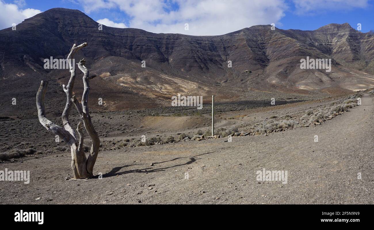 Small dead tree hi-res stock photography and images - Alamy