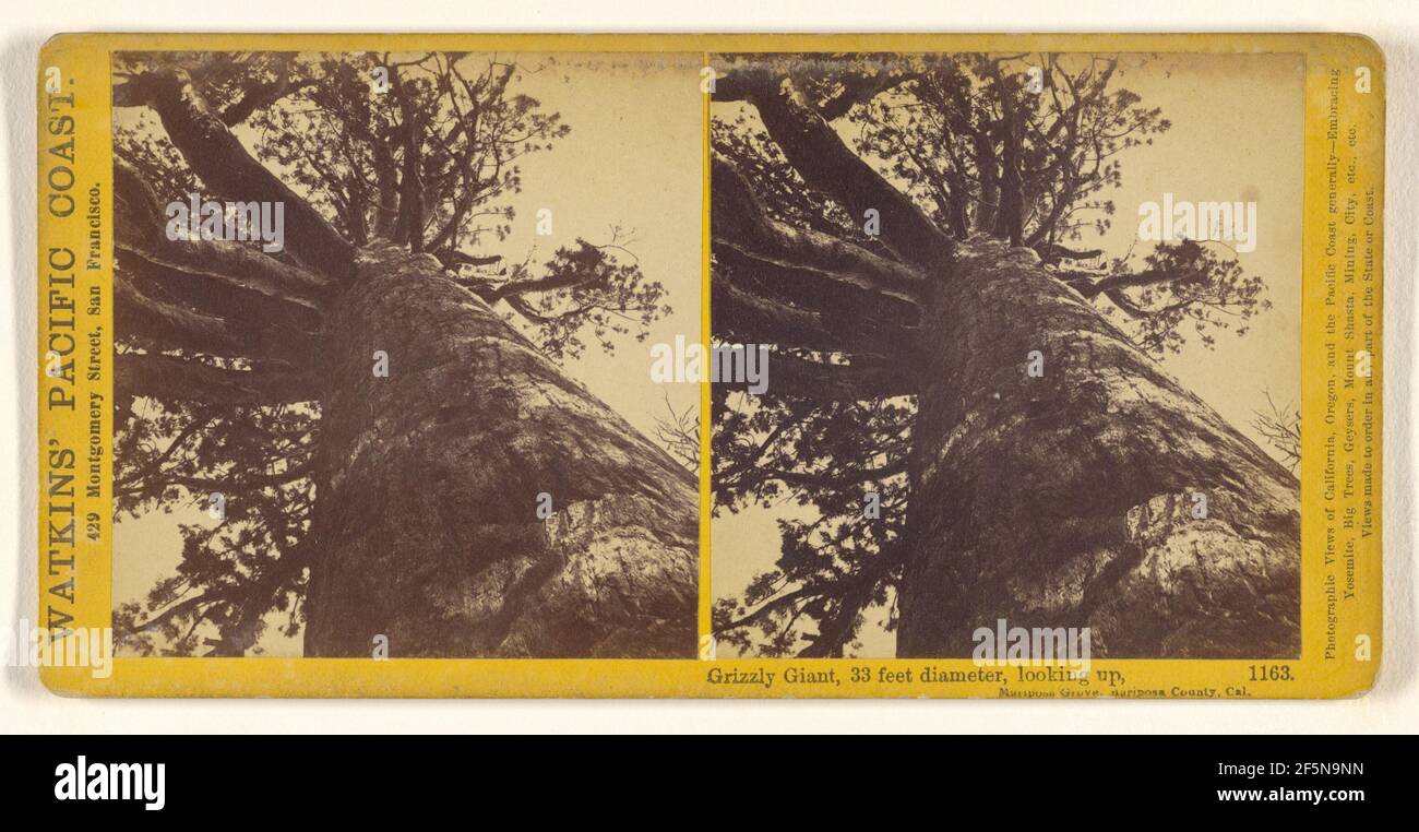 Grizzly Giant, 33 feet diameter, looking up, Mariposa Grove, Mariposa ...