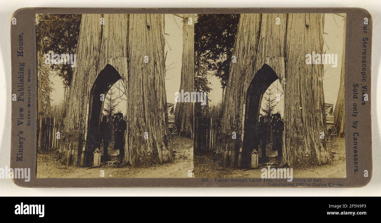 Tunnel through Cedar Tree, Circumference 45 feet.. Darius Kinsey ...