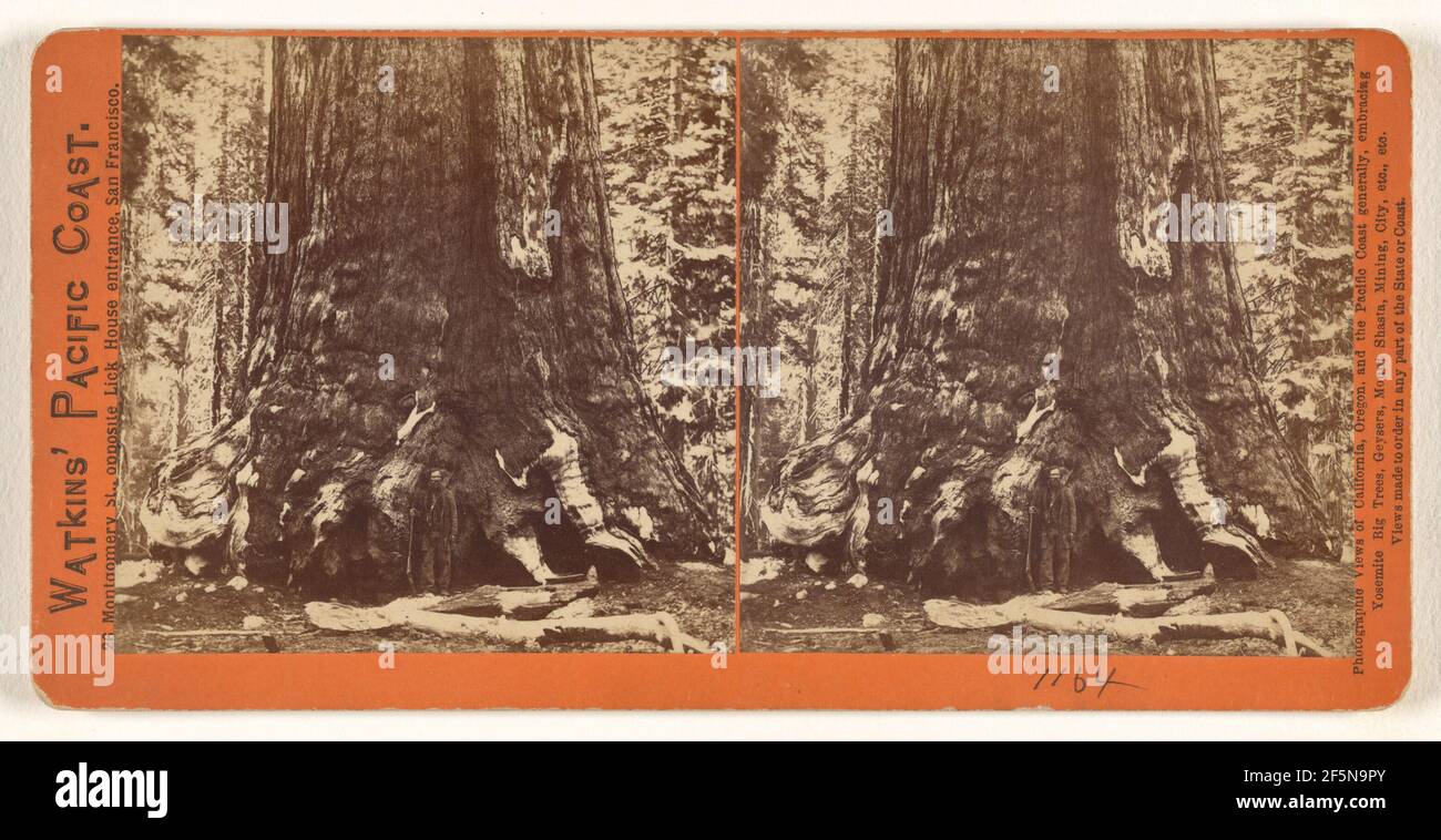 Carleton watkins galen clark hi-res stock photography and images - Alamy